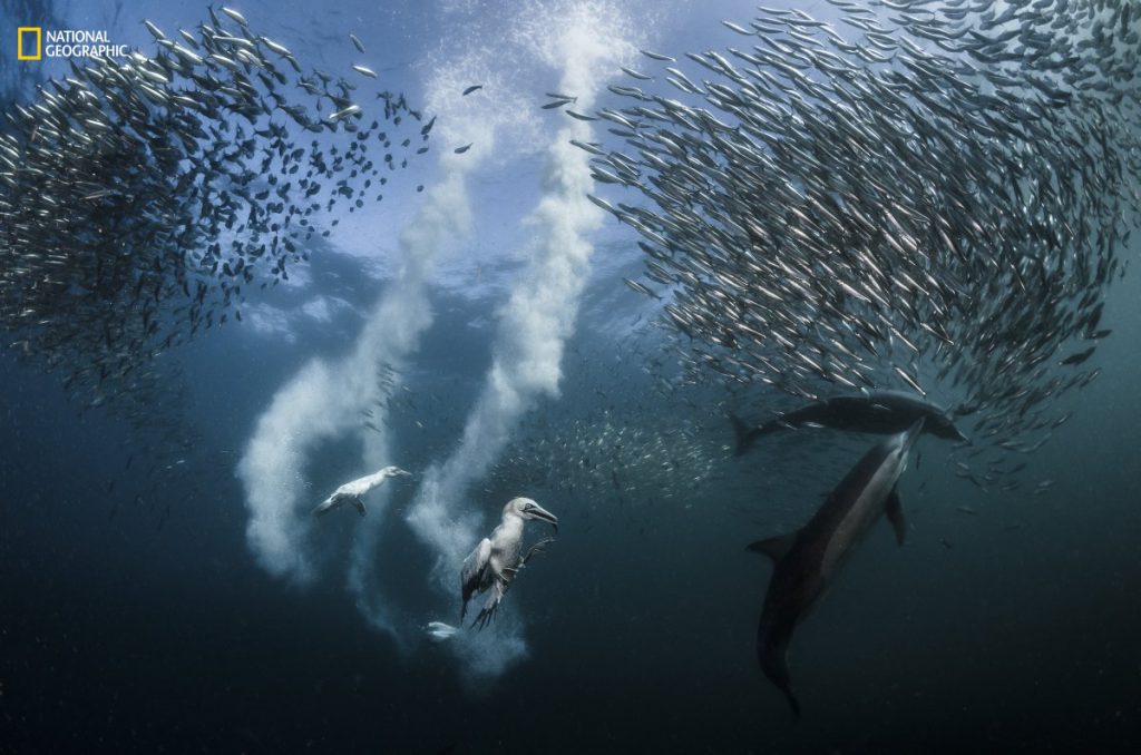 Incredible SA ‘sardine run’ shot wins National Geographic photo of the ...
