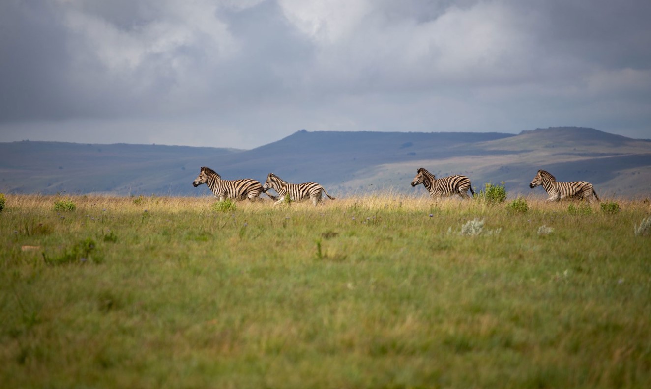 A look at the R65 million game farm for sale in South Africa – BusinessTech