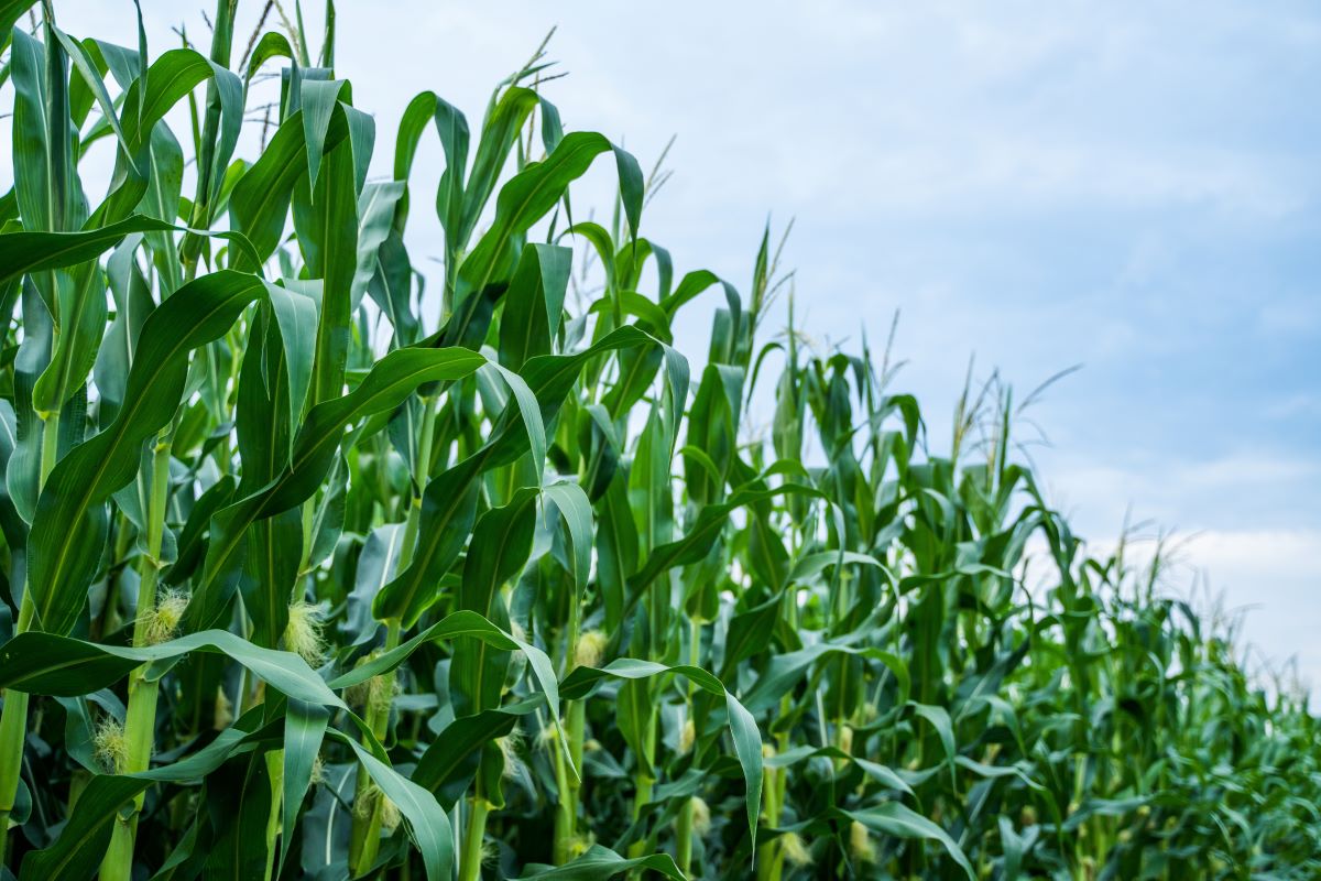 Maize products in South Africa could be hit with a double-digit ...