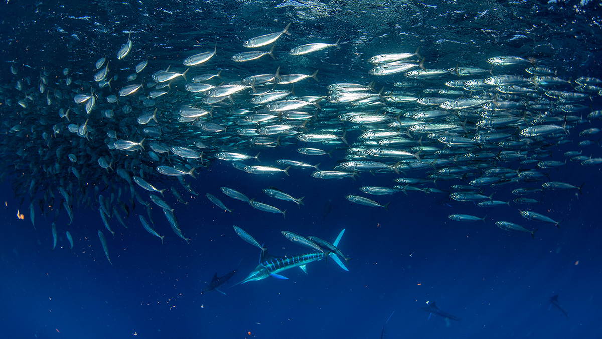 Most spectacular natural event in South Africa here soon – BusinessTech