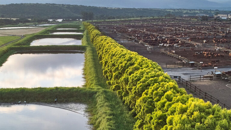 Beef prices in South Africa rising as shortages hit – BusinessTech