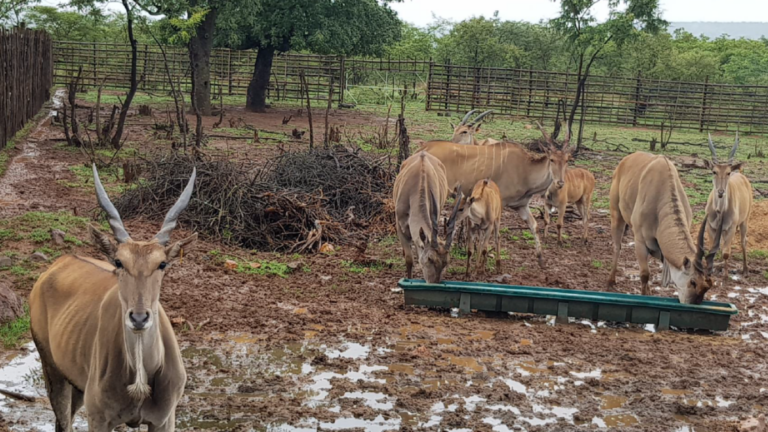 The game farm funded by the government with animals from Ramaphosa’s ...