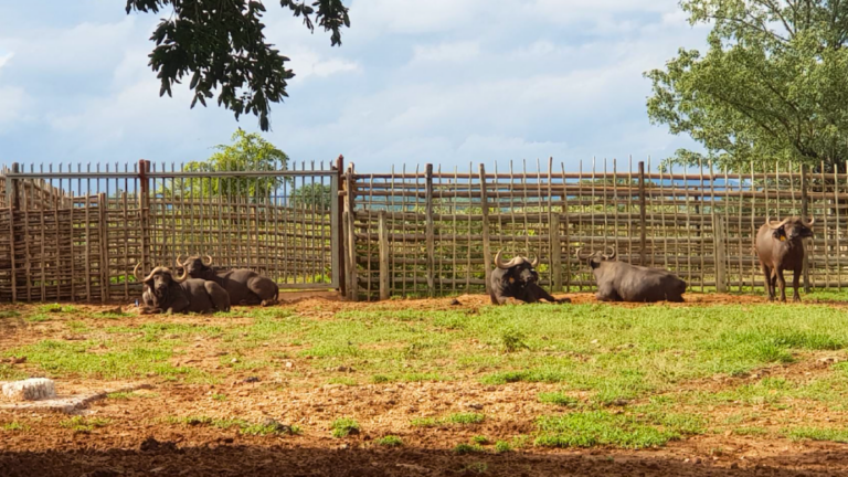 The game farm funded by the government with animals from Ramaphosa’s ...