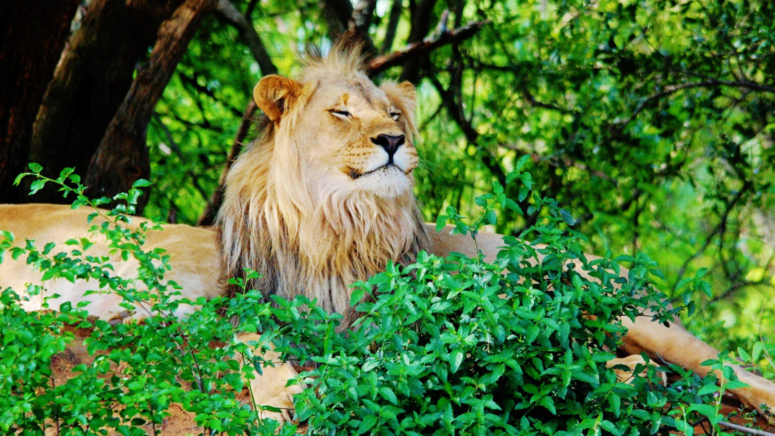 Legendary golf and safari resort reopens in South Africa – with one ...